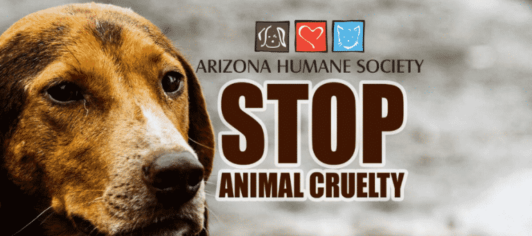 Historic New Anti-Cruelty Law to be Effective from Tuesday in Arizona ...